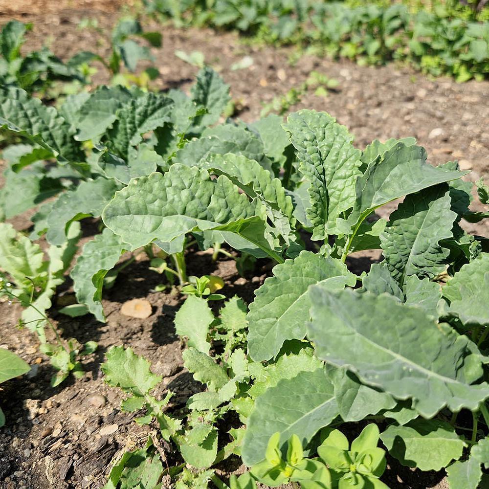 Allotment veg 1000x1000 jpg allotment-veg-1000x1000-jpg