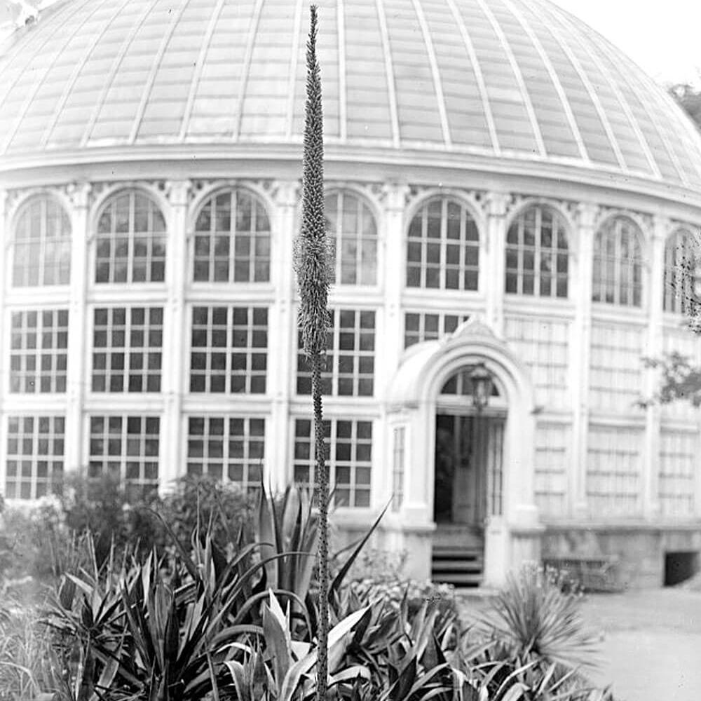 Bath spa greenhouse 2 1000x1000 jpg bath-spa-greenhouse-2-1000x1000-jpg