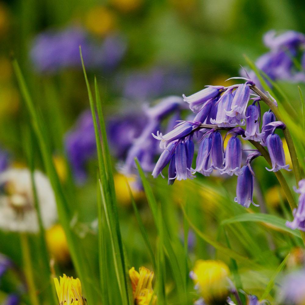 Bluebells kboon 1000x1000 jpg bluebells-kboon-1000x1000-jpg